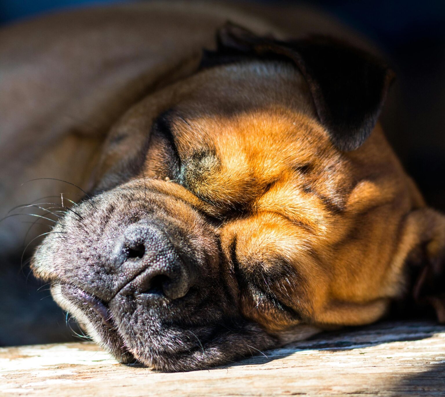 The Cast of Magic Mike XXL, As Fed Through the Fetch! App – POMEgranate ...